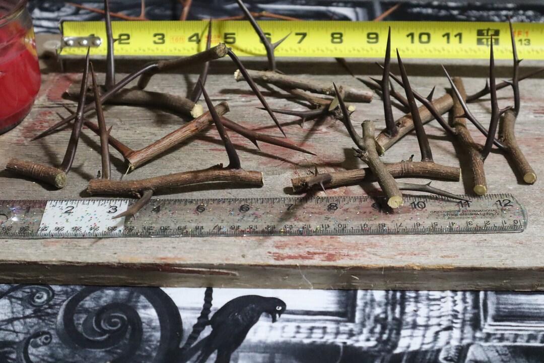 12 Thorn Sticks, Sizes Vary Sharp Long Thorns on the Branch. - Etsy