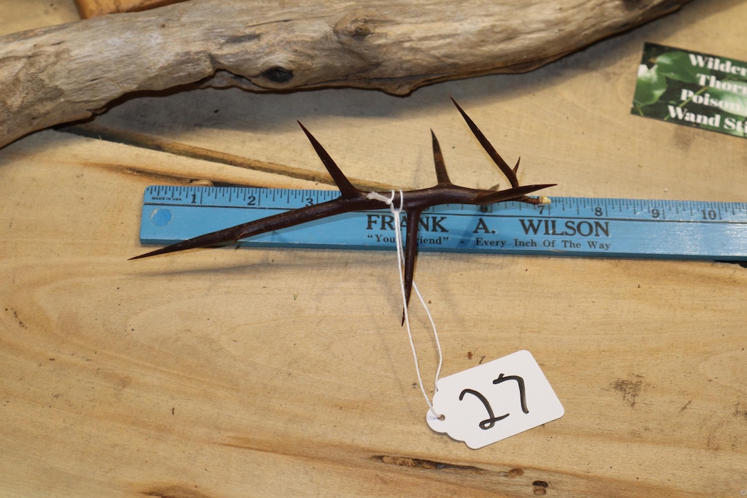 Large Honey Locust Thorn With Spikes / Spurs. Sharp Use Caution When ...