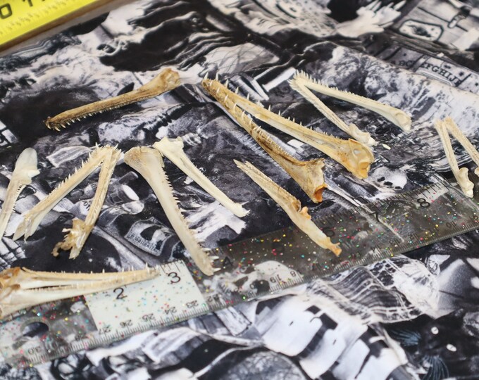10 Pieces Alligator Gar Jaws With Teeth. Lower Jaw Bones With Sharp ...