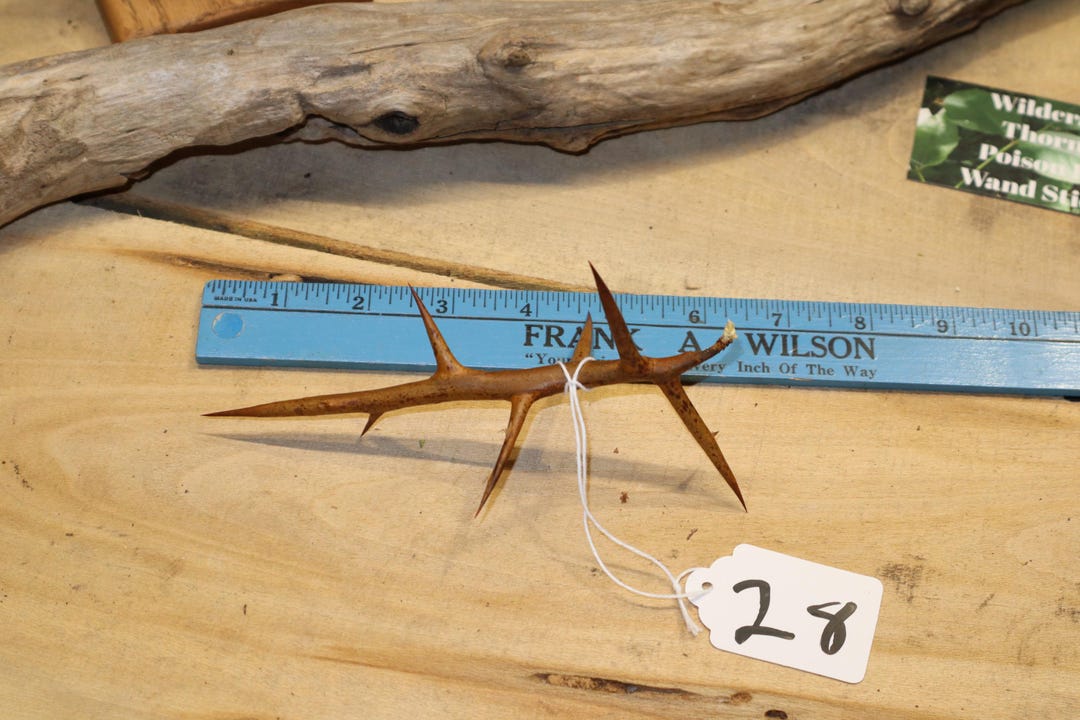 Large Honey Locust Thorn With Spikes / Spurs. Sharp Use Caution When ...