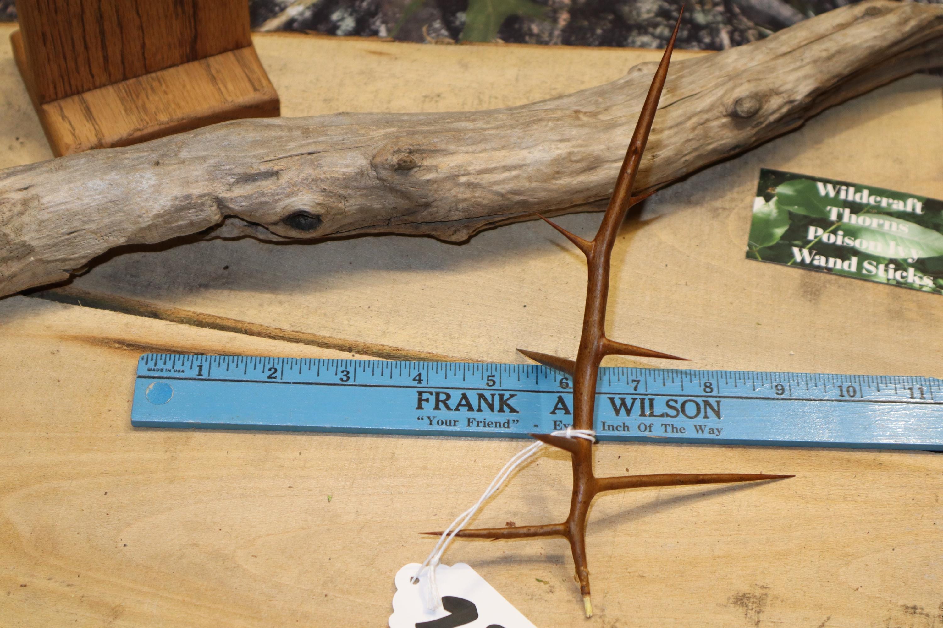 Large Honey Locust Thorn With Spikes / Spurs. Sharp Use Caution When ...