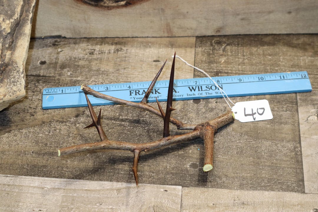 Thorn Tree Limb, Branch as Pictured. 1 Twig Lot # 40 - Etsy