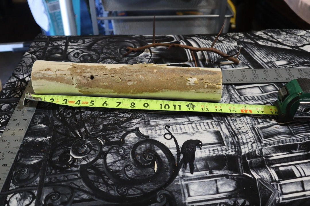 Sycamore Mini Log Smooth Round Wood - Etsy