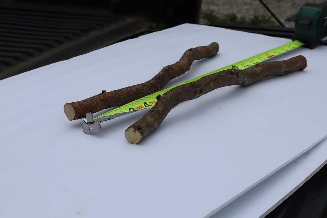 One Honey Locust Wiggly Wood Limb Stick 6 to 16 Inches Long. Choose ...
