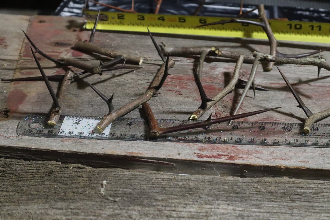 10 Thorn Sticks, Sizes Vary Sharp Long Thorns on the Branch. - Etsy