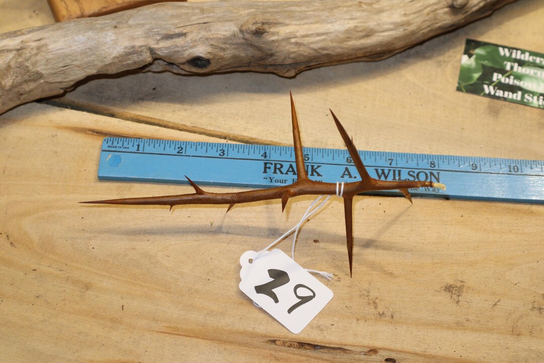 Large Honey Locust Thorn With Spikes / Spurs. Sharp Use Caution When ...