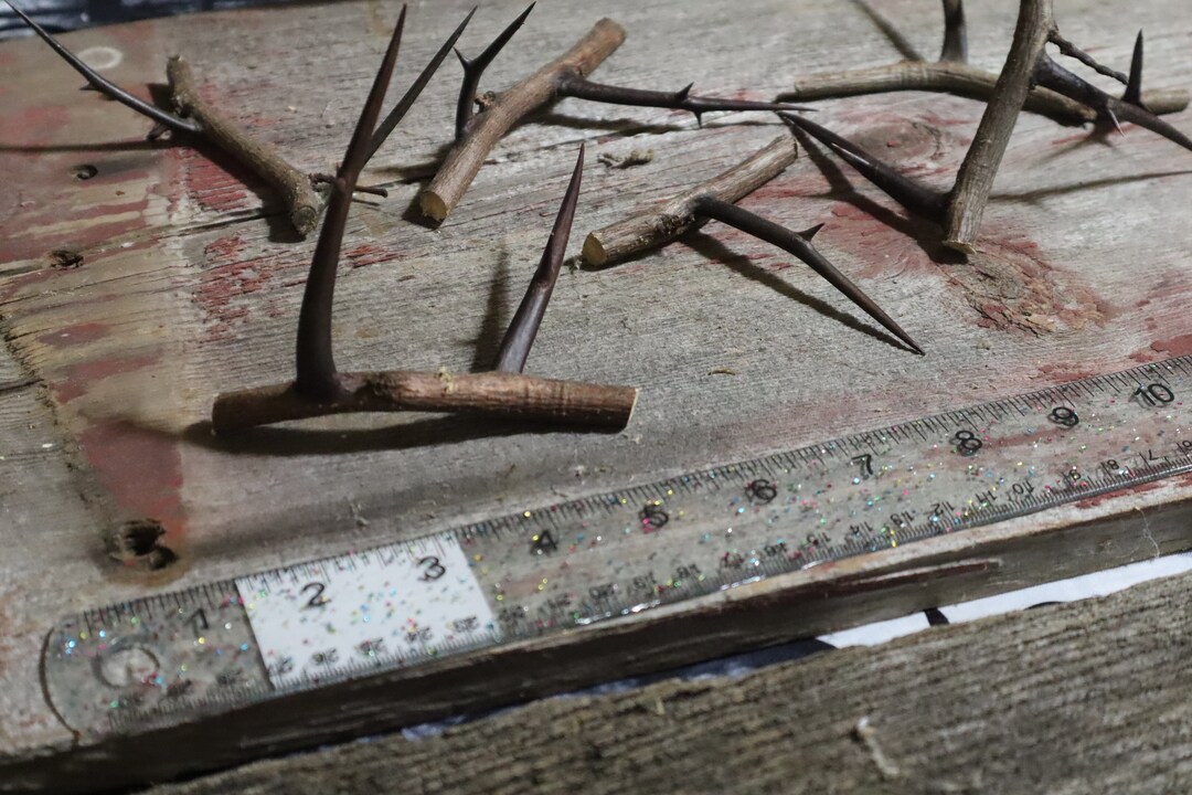 6 Thorn Sticks, Sizes Vary Sharp Long Thorns on the Branch. - Etsy