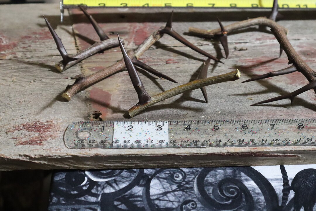 7 Thorn Sticks, Sizes Vary Sharp Long Thorns on the Branch. - Etsy