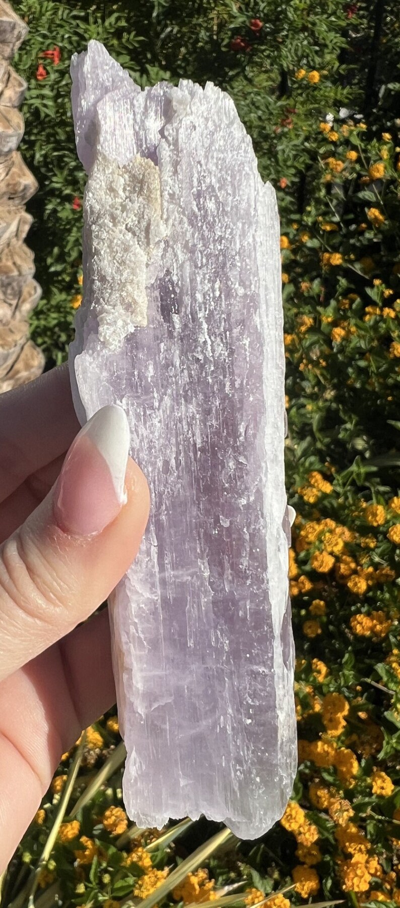 RARE Collectors Grade XXL Bicolor Purple and Blue Kunzite From ...