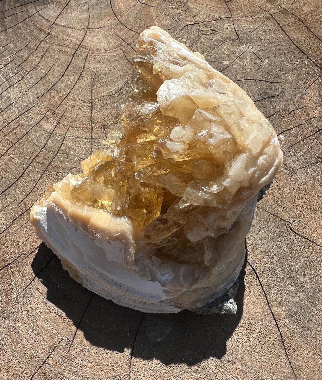 RARE Fossilized Clam With Golden Calcite Statement Specimen From Ruck's ...