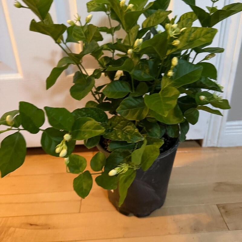 Sm Guard Scandal Sampaguita - Etsy Canada