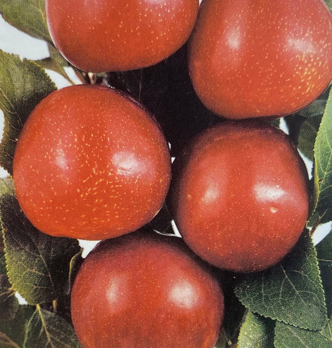 Satsuma Plum Tree Live 4-6 Foot Tall Fruit Trees Plant Healthy Plants ...