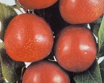 Rubrum Plum Tree Live 4-6 Foot Tall Fruit Trees Plant Healthy Plants ...