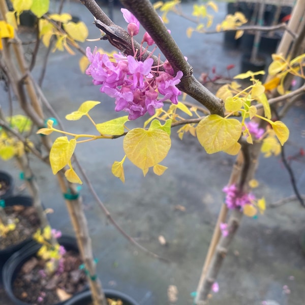 Rising Sun Redbud Tree - Etsy