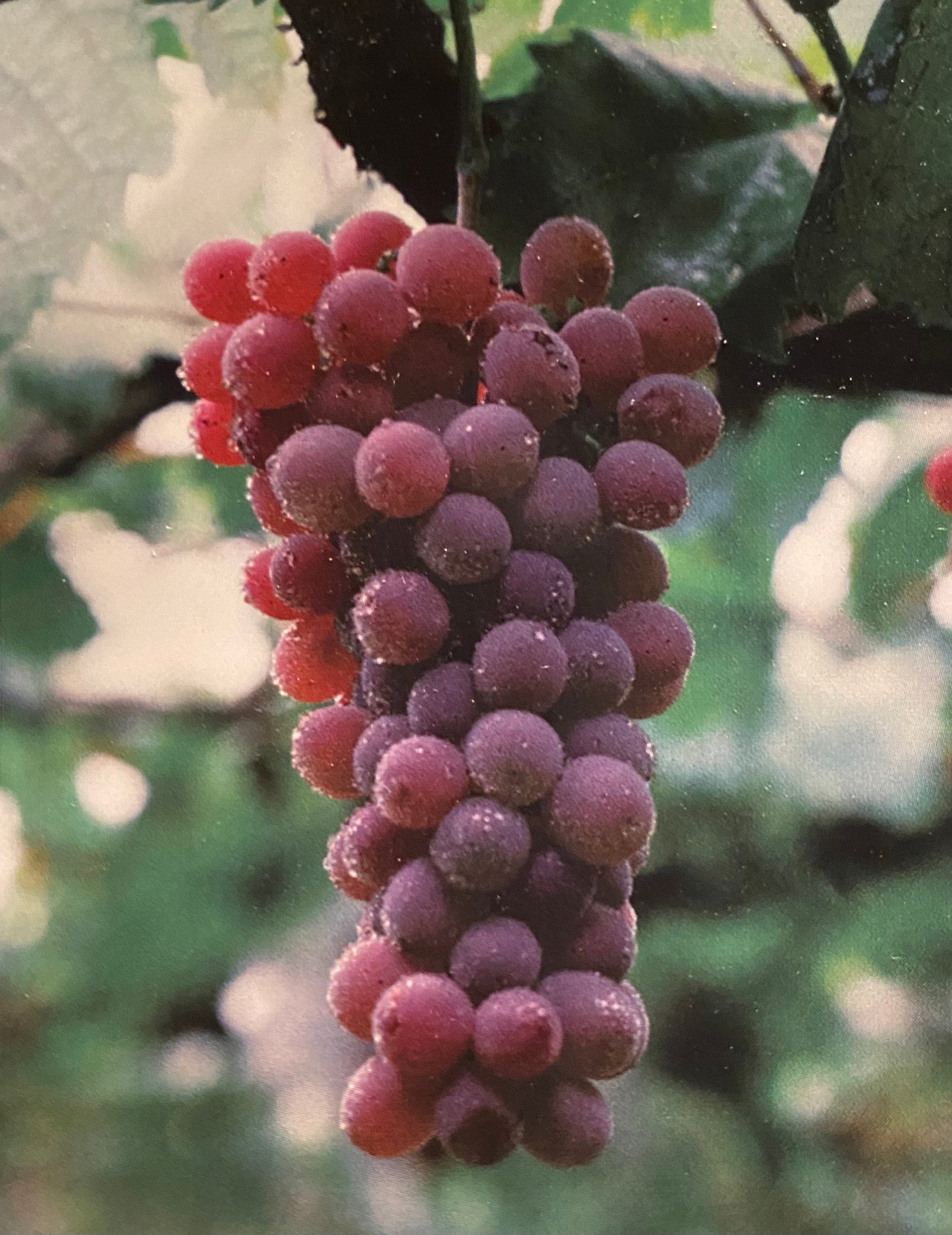 Red Flame Seedless Grape Vine Live Fruit Plant Sustainable Living ...