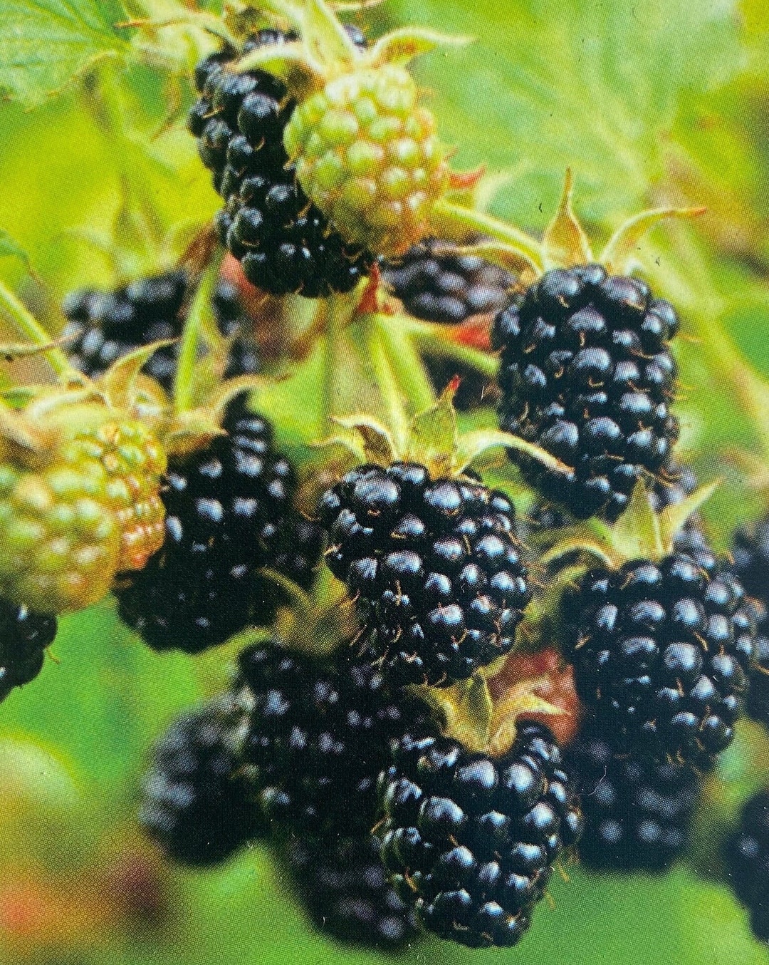 Apache Thornless Blackberry Live Bush Plant Healthy Garden Plants ...