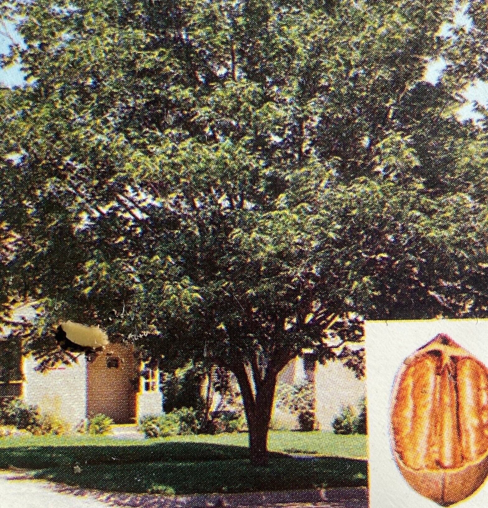 Sioux Pecan Tree Live 4-6 Foot Tall Shade Trees Plant Healthy Plants ...