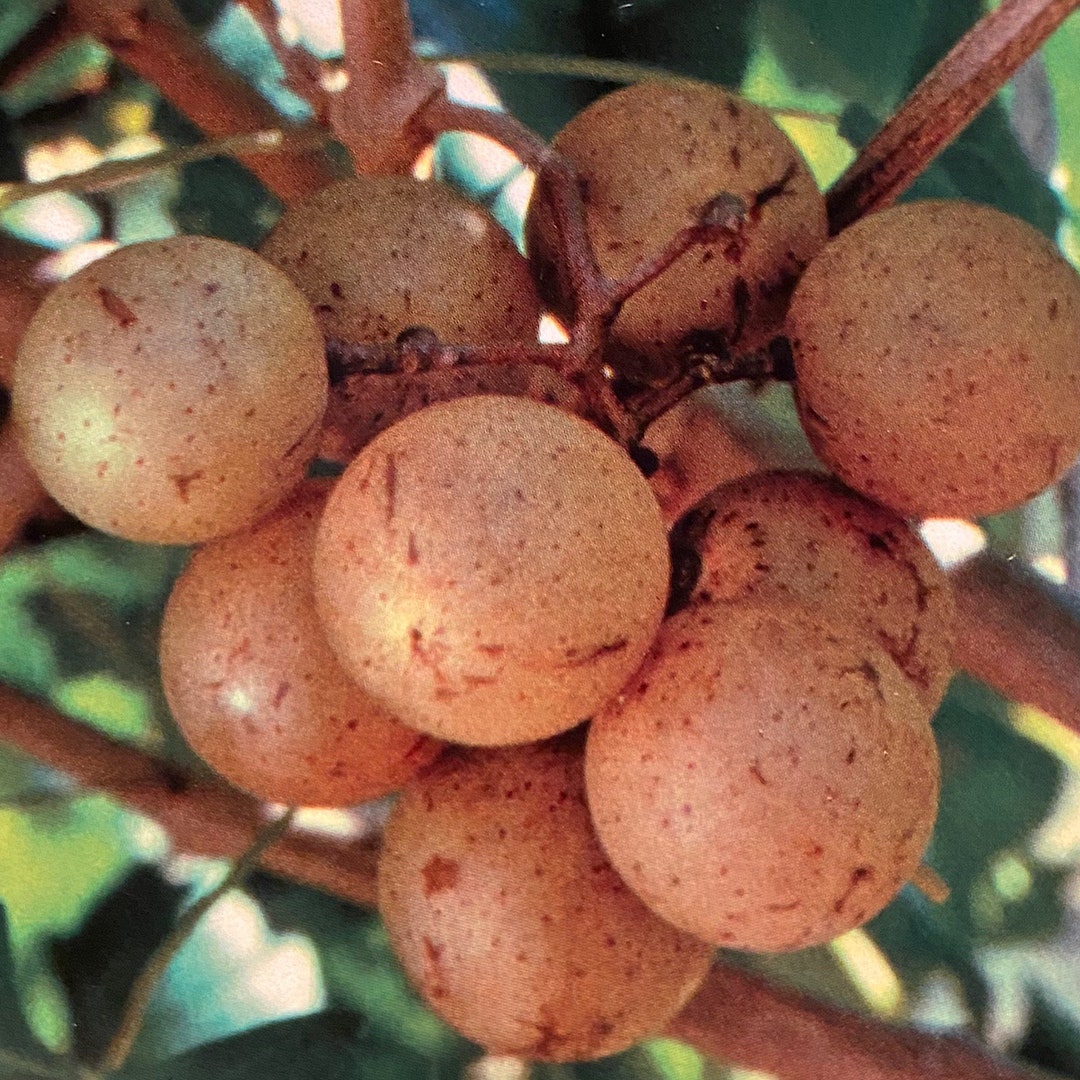 Bronze Carlos Muscadine Grape Vine Live Fruit Plant Sustainable Living ...