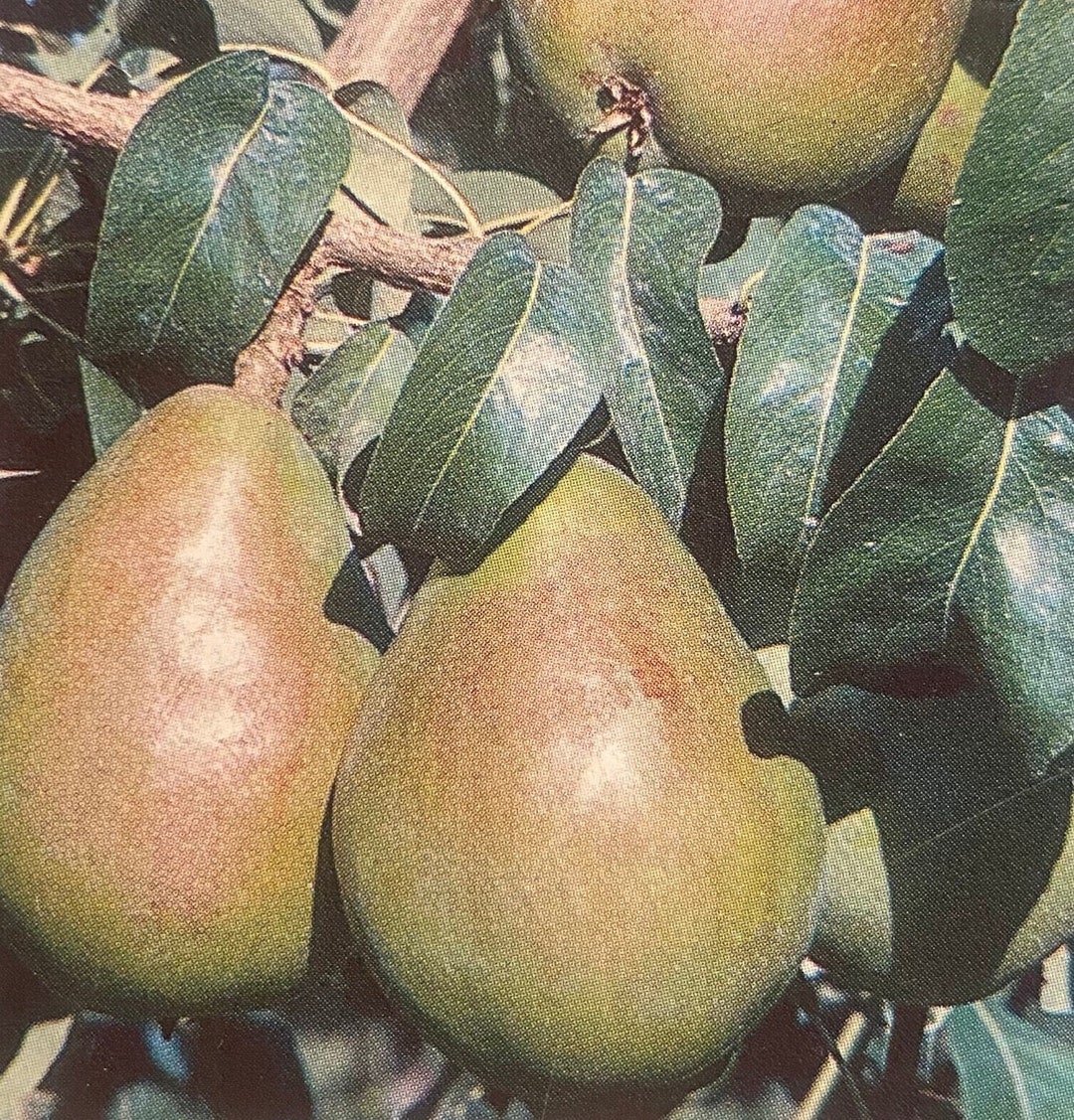 Beurre D’anjou Pear Tree Live 4-6 Foot Tall Fruit Trees Plant Healthy ...