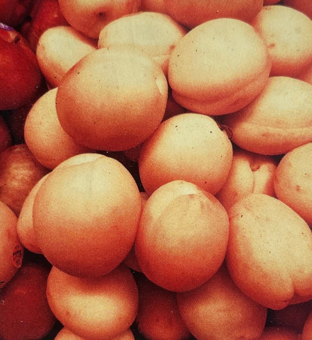 Pluot Plum Tree Live 4-6 Foot Tall Fruit Trees Plant Healthy Plants ...