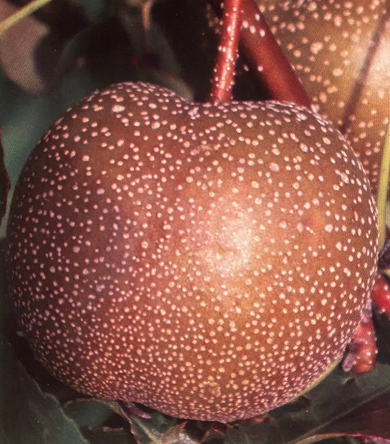 Hosui Asian Pear Tree Live 4-6 Foot Tall Fruit Trees Plant Healthy ...