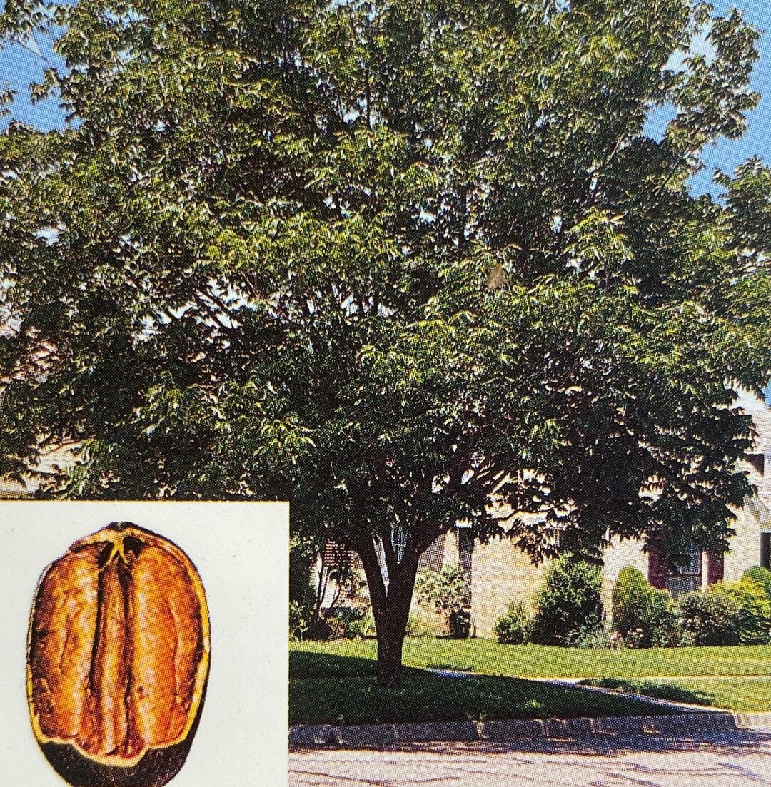 Caddo Papershell Pecan Tree Live 4-6 Foot Tall Shade Trees Plant ...