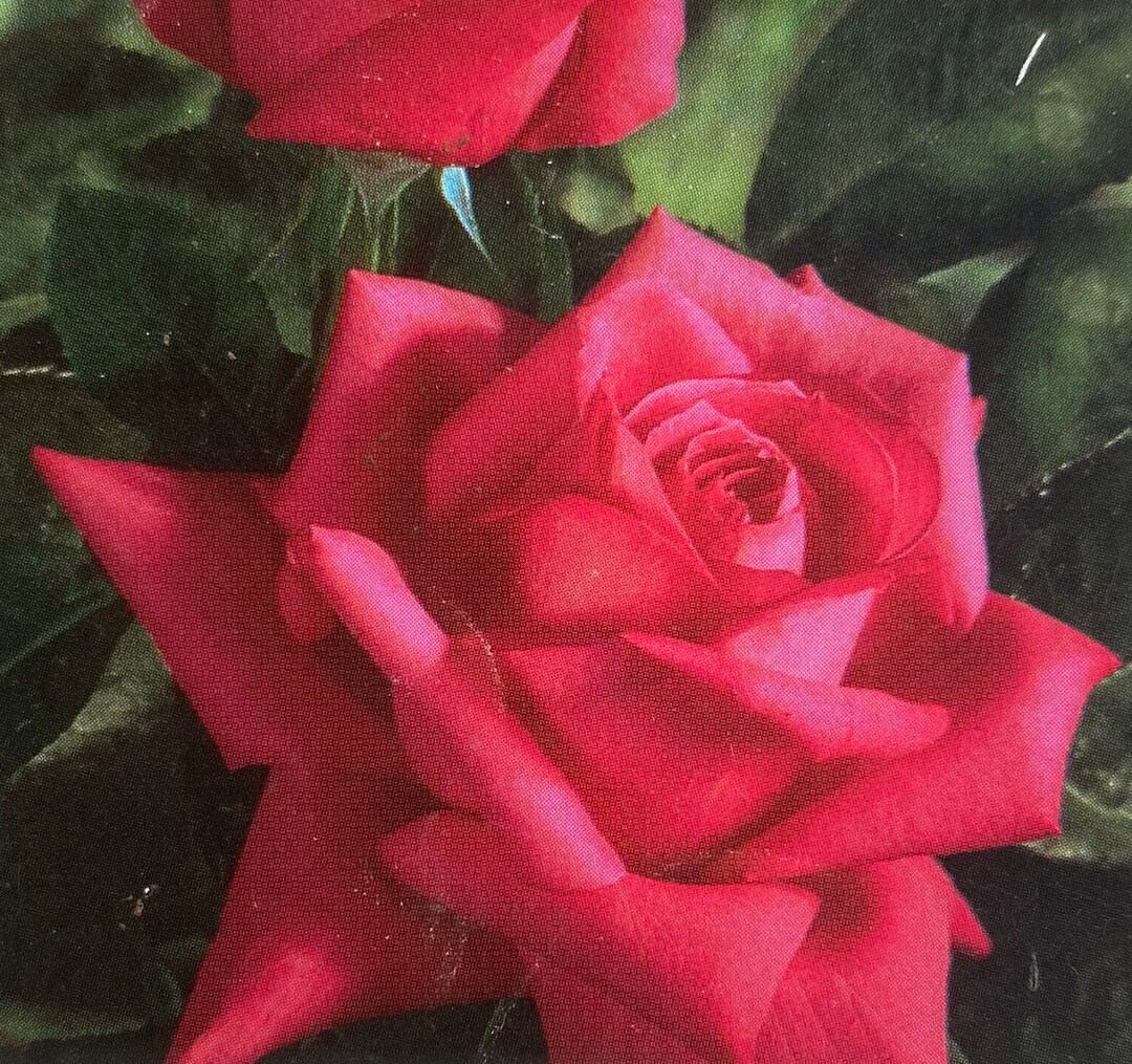 Miss All-american Beauty Hybrid Tea Rose Live Healthy Plant Fragrant ...