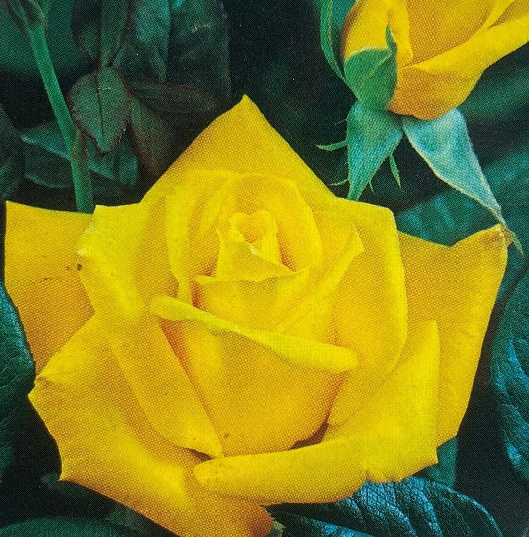 New Day Hybrid Tea Rose Live Healthy Plant Fragrant Bush Flowering ...