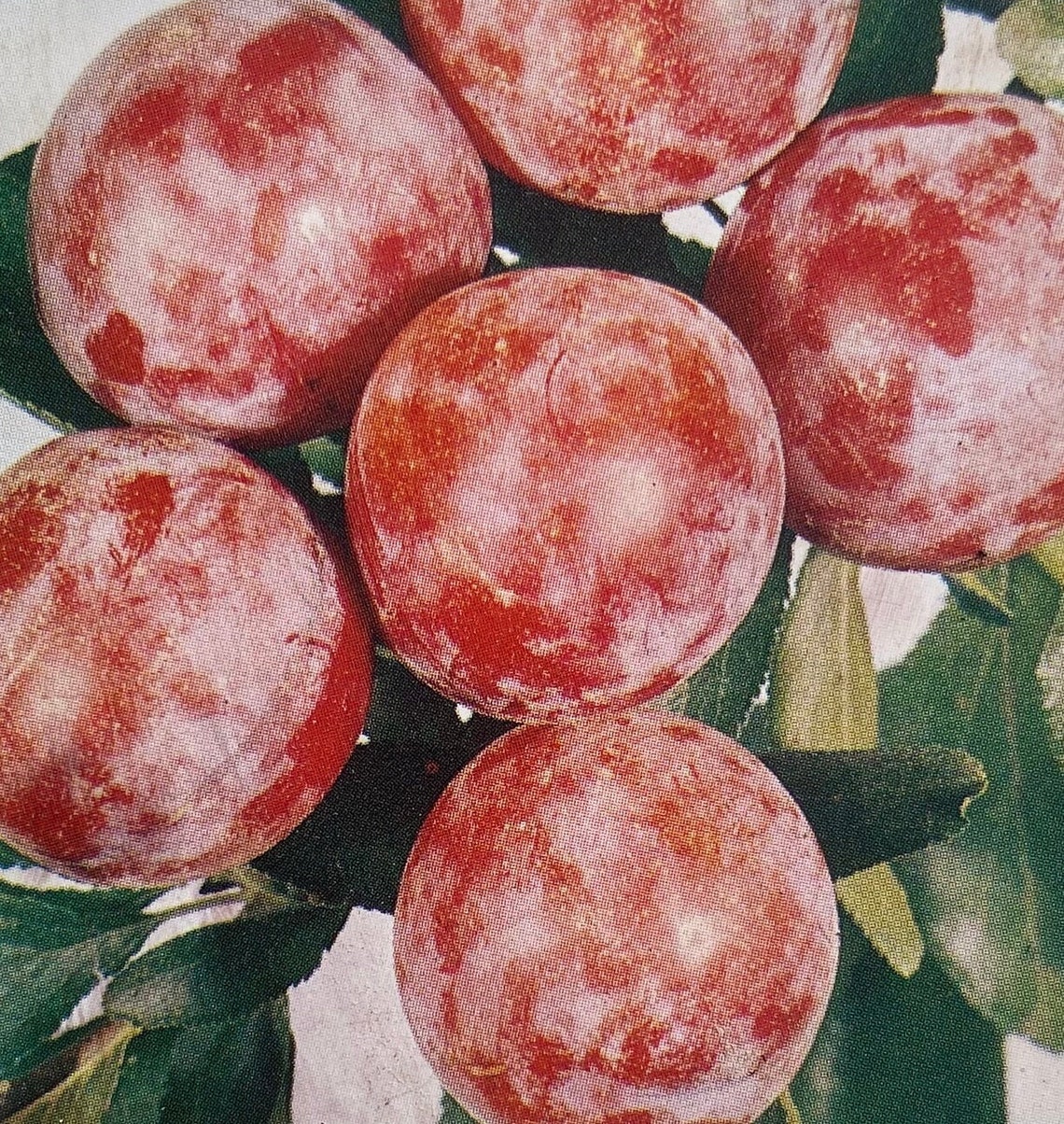 Rubrum Plum Tree Live 4-6 Foot Tall Fruit Trees Plant Healthy Plants ...