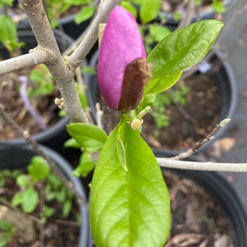 Tulip Magnolia Tree - Etsy