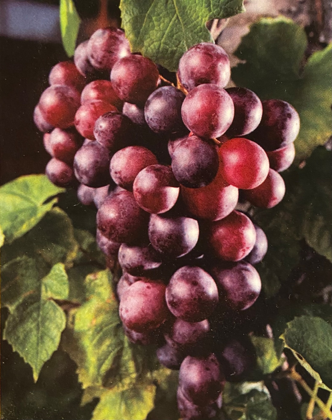 Black Supreme Muscadine Grape Vine Live Fruit Plant Sustainable Living ...