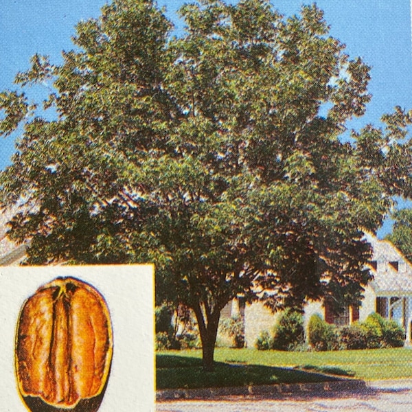 Pecan Tree - Etsy