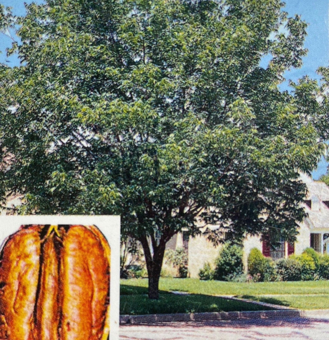 Jackson Pecan Tree Live 4-6 Foot Tall Shade Trees Plant Healthy Plants ...