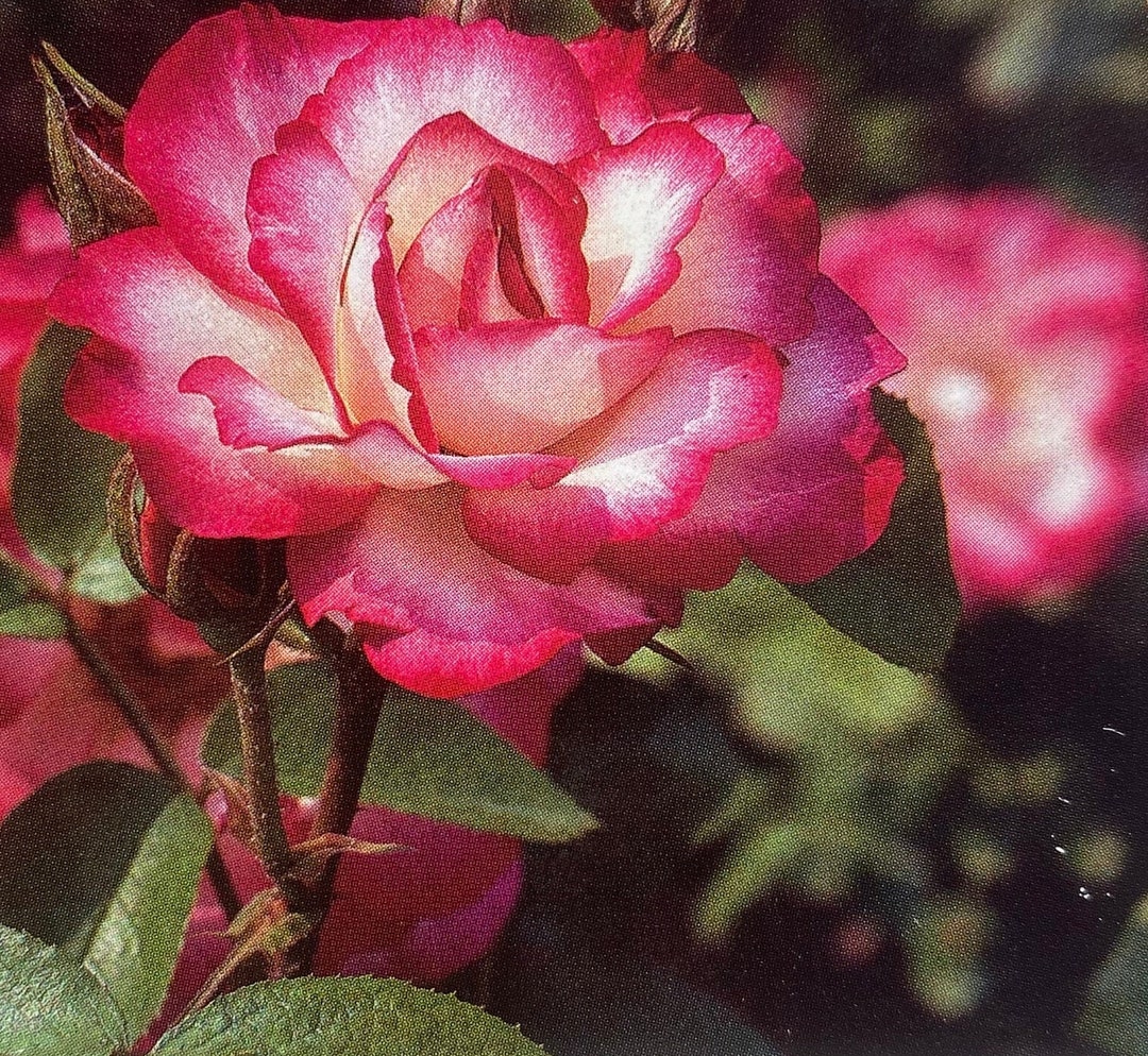 Nicole Hybrid Tea Rose Live Healthy Plant Fragrant Bush Flowering Shrub ...