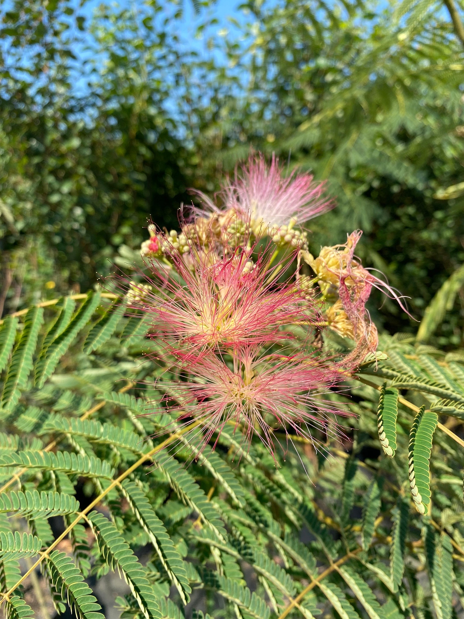 Mimosa Tree Live 4-6 Foot Tall Shade Trees Healthy Plants Home ...