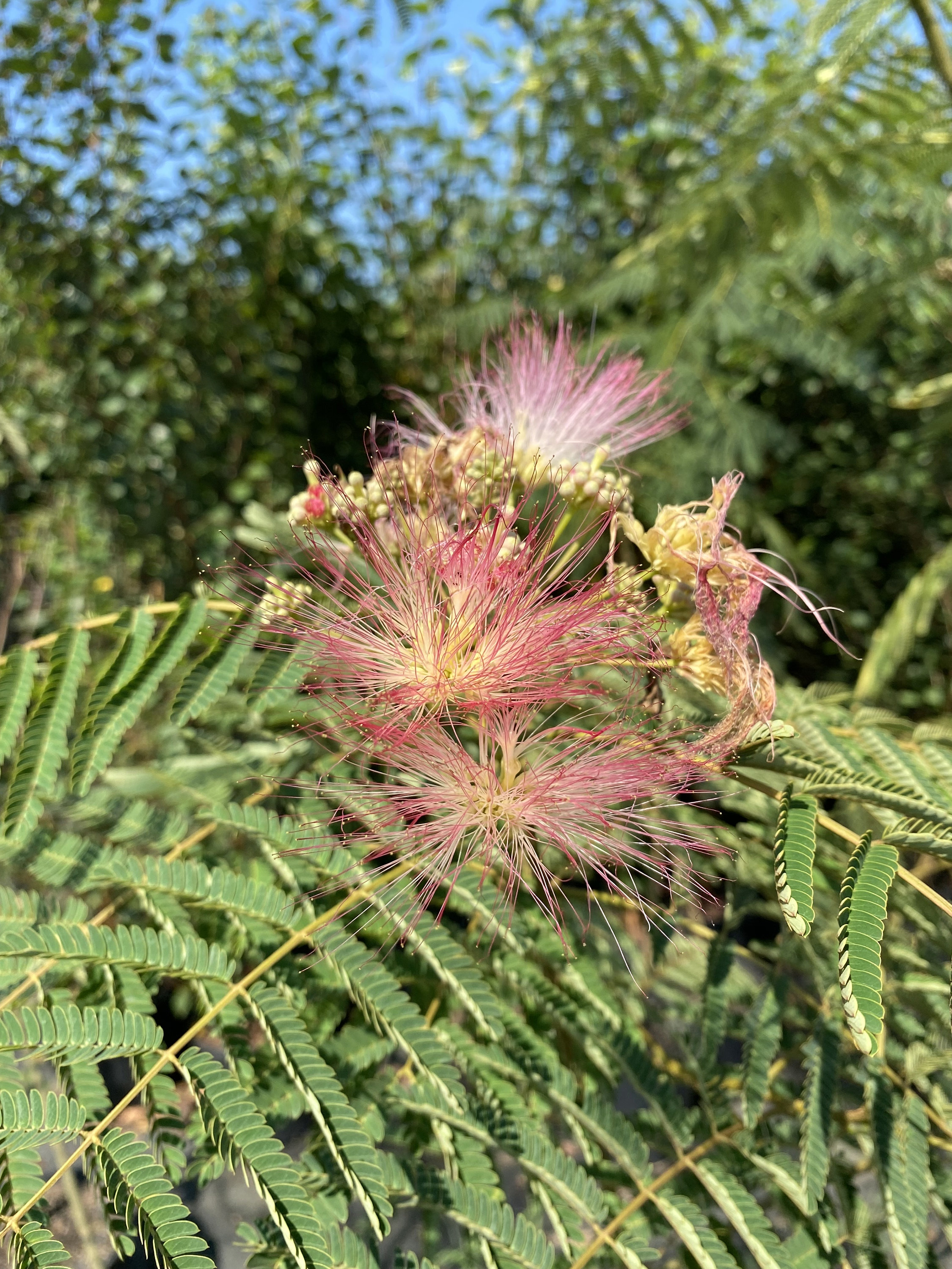 Mimosa Tree Live 4-6 Foot Tall Shade Trees Healthy Plants Home ...