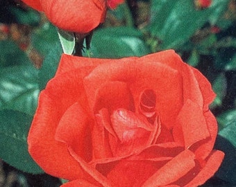 John F. Kennedy Hybrid Tea Rose Live Healthy Plant Fragrant Bush ...