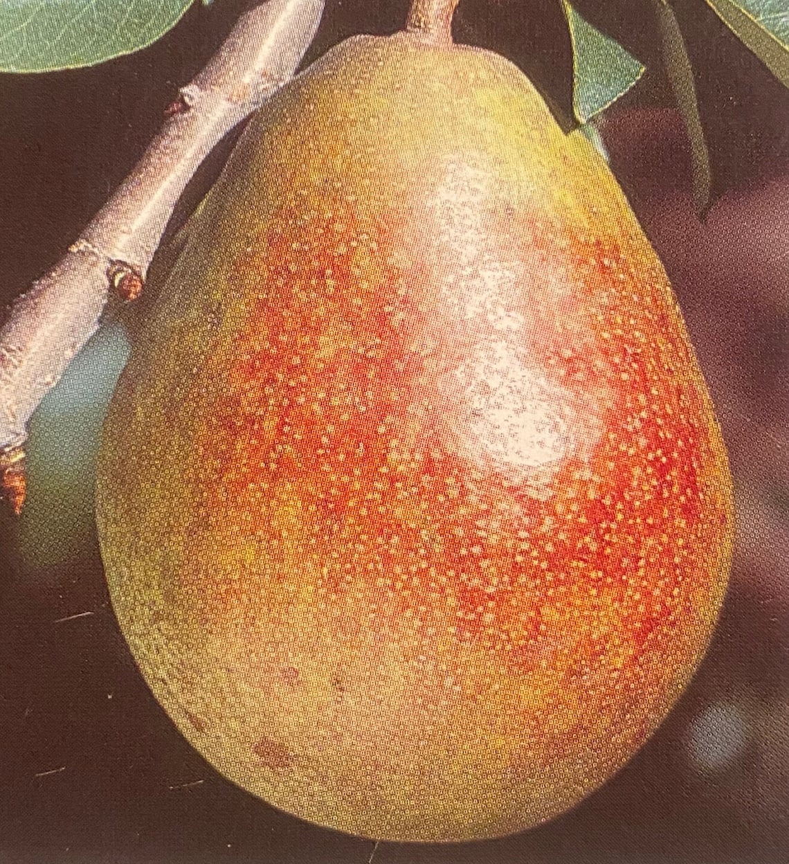 Sugar Pear (seckel) Dwarf Tree Live 4-6 Foot Tall Fruit Trees Plant ...