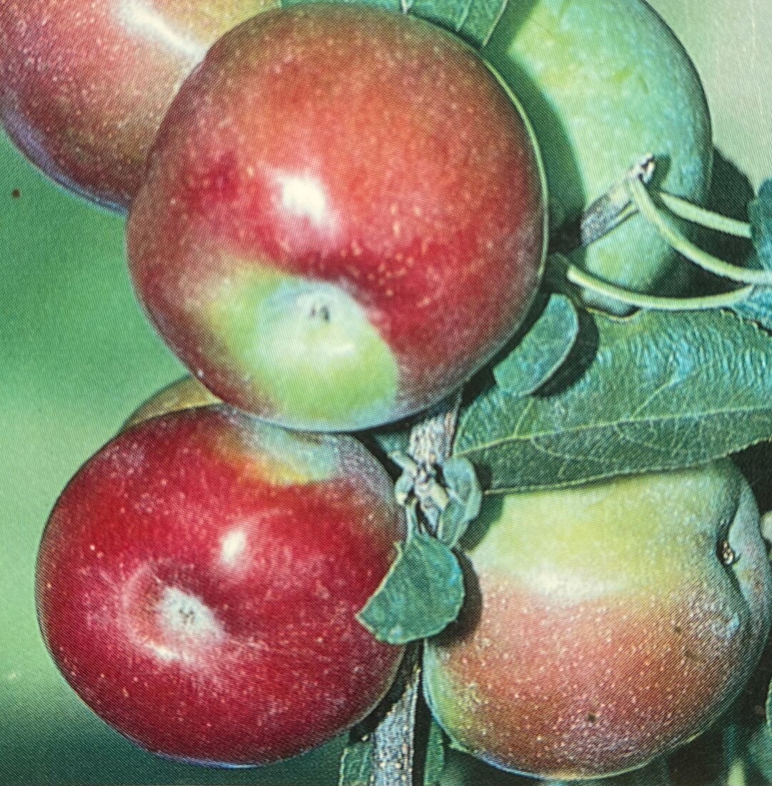 Mcintosh Apple Tree Live 4-6 Foot Tall Fruit Trees Healthy Plants ...