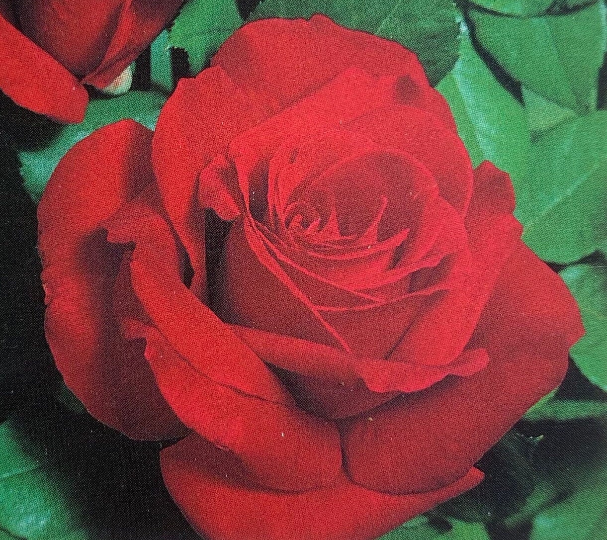 Mr. Lincoln Hybrid Tea Rose Live Healthy Plant Fragrant Bush Flowering ...