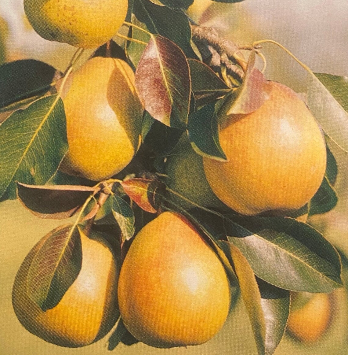 Pineapple Pear Tree Live 4-6 Foot Tall Fruit Trees Plant Healthy Plants ...