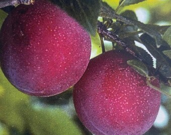 Rubrum Plum Tree Live 4-6 Foot Tall Fruit Trees Plant Healthy Plants ...
