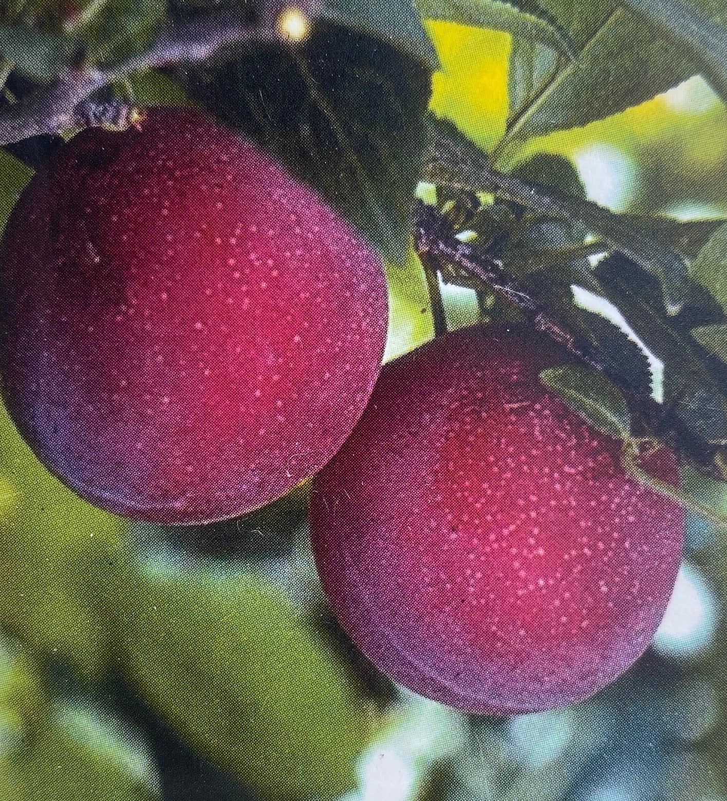 Southern Belle Plum Tree Live 4-6 Foot Tall Fruit Trees Plant Healthy ...