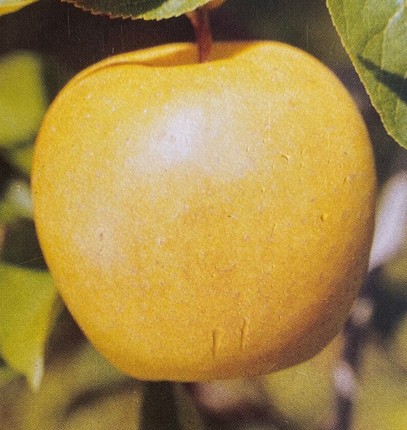 Yellow Delicious Apple Tree Live 4-6 Foot Tall Fruit Trees Healthy ...