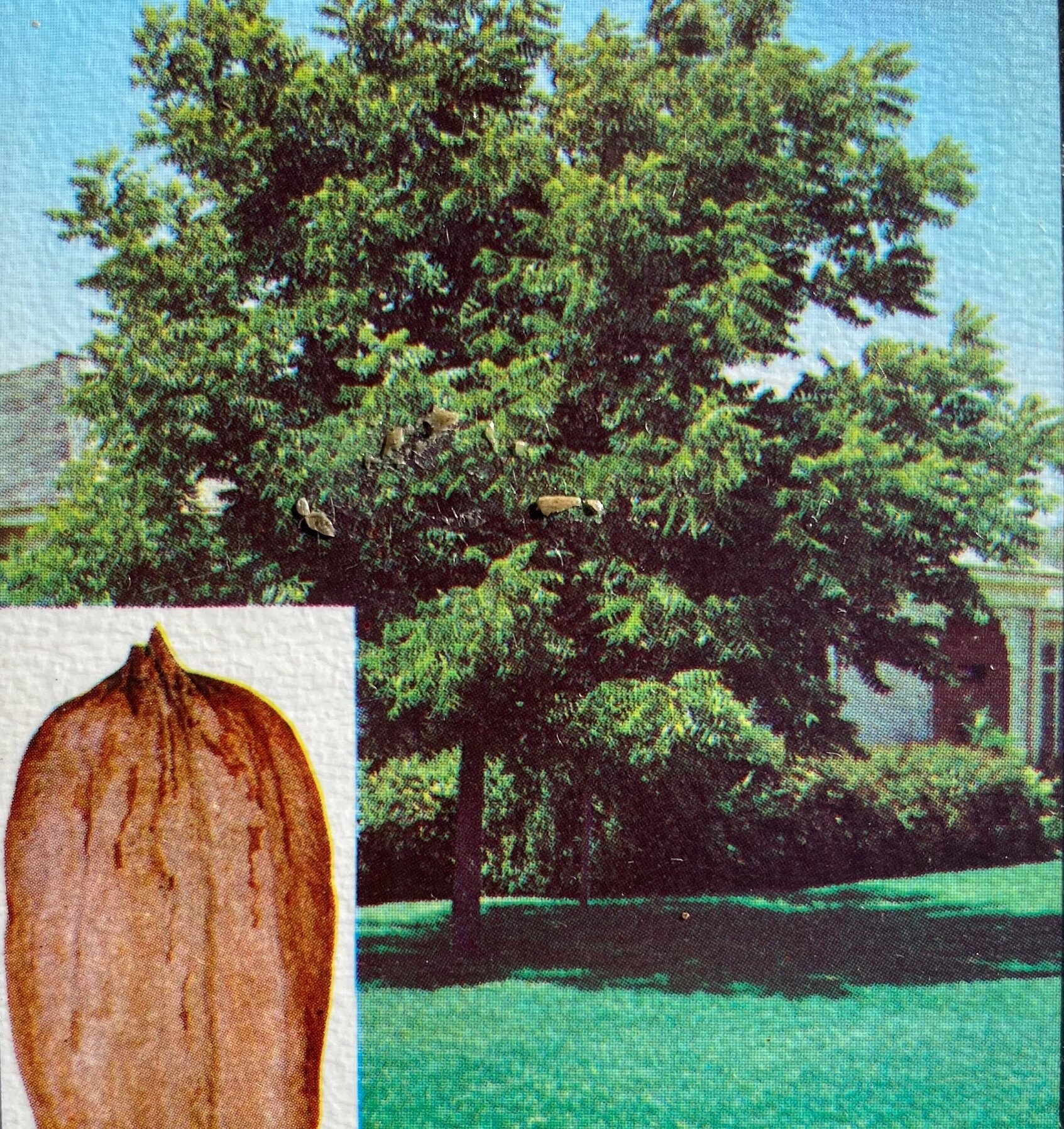 Hican Pecan Tree Live 4-6 Foot Tall Shade Trees Plant Healthy Plants ...