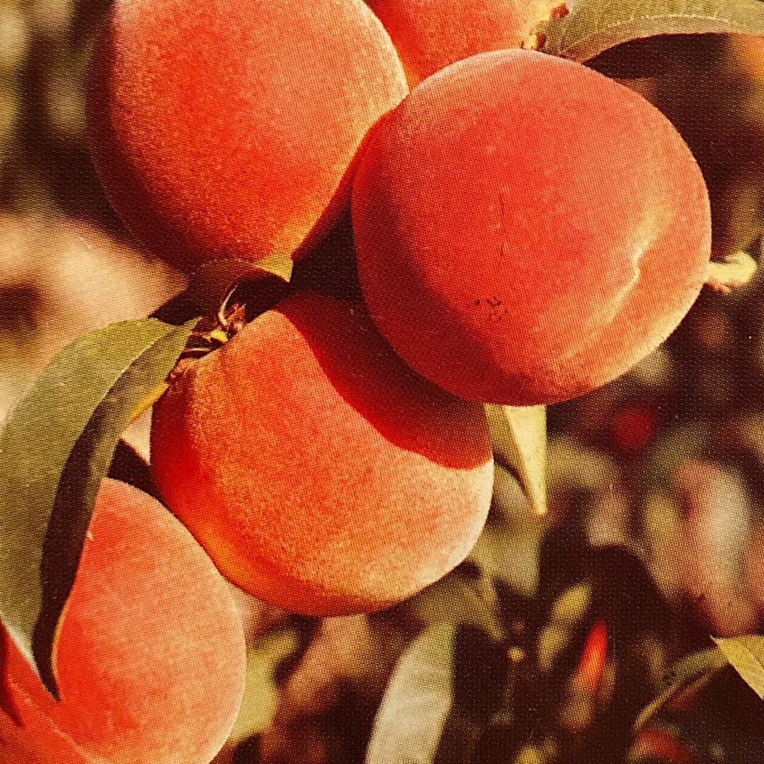 Springold Peach Tree Live 4-6 Foot Tall Trees Healthy Plants Orchards ...