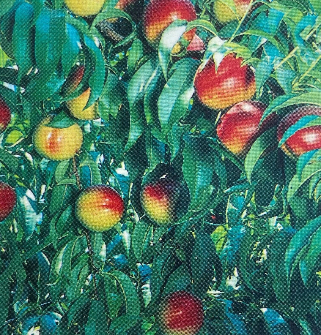 Sunred Nectarine Tree Live 4-6 Foot Tall Fruit Trees Plant Healthy ...