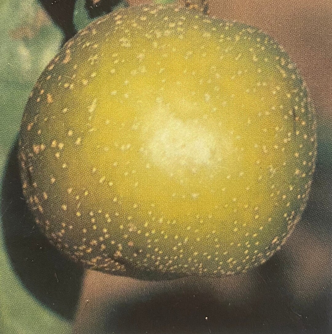 Asian Pear Tree Live 4-6 Foot Tall Fruit Trees Plant Healthy Plants ...