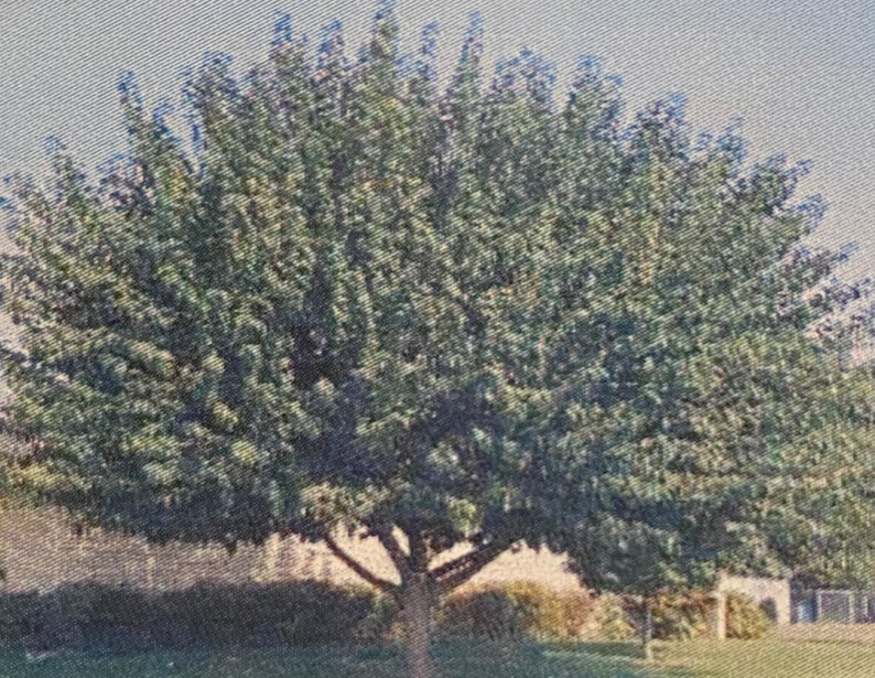 Fruitless Mulberry Tree Live 4-6 Foot Tall Shade Trees Healthy Plants ...