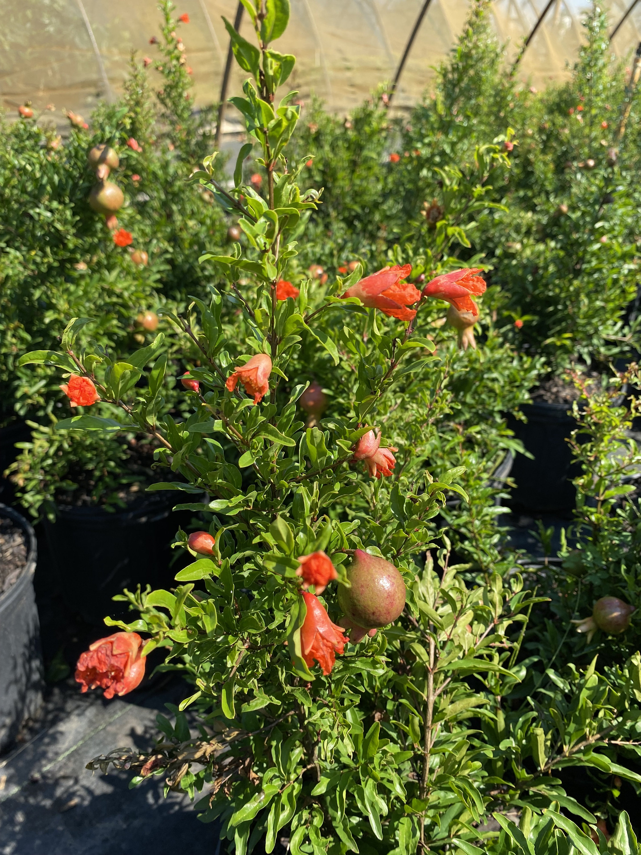 Dwarf Pomegranate Tree Live 2-4 Foot Tall Trees Healthy Plants Shrub ...